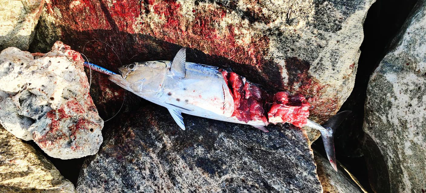 Beach fishing to catch Kawakawa - Maldives My Islands