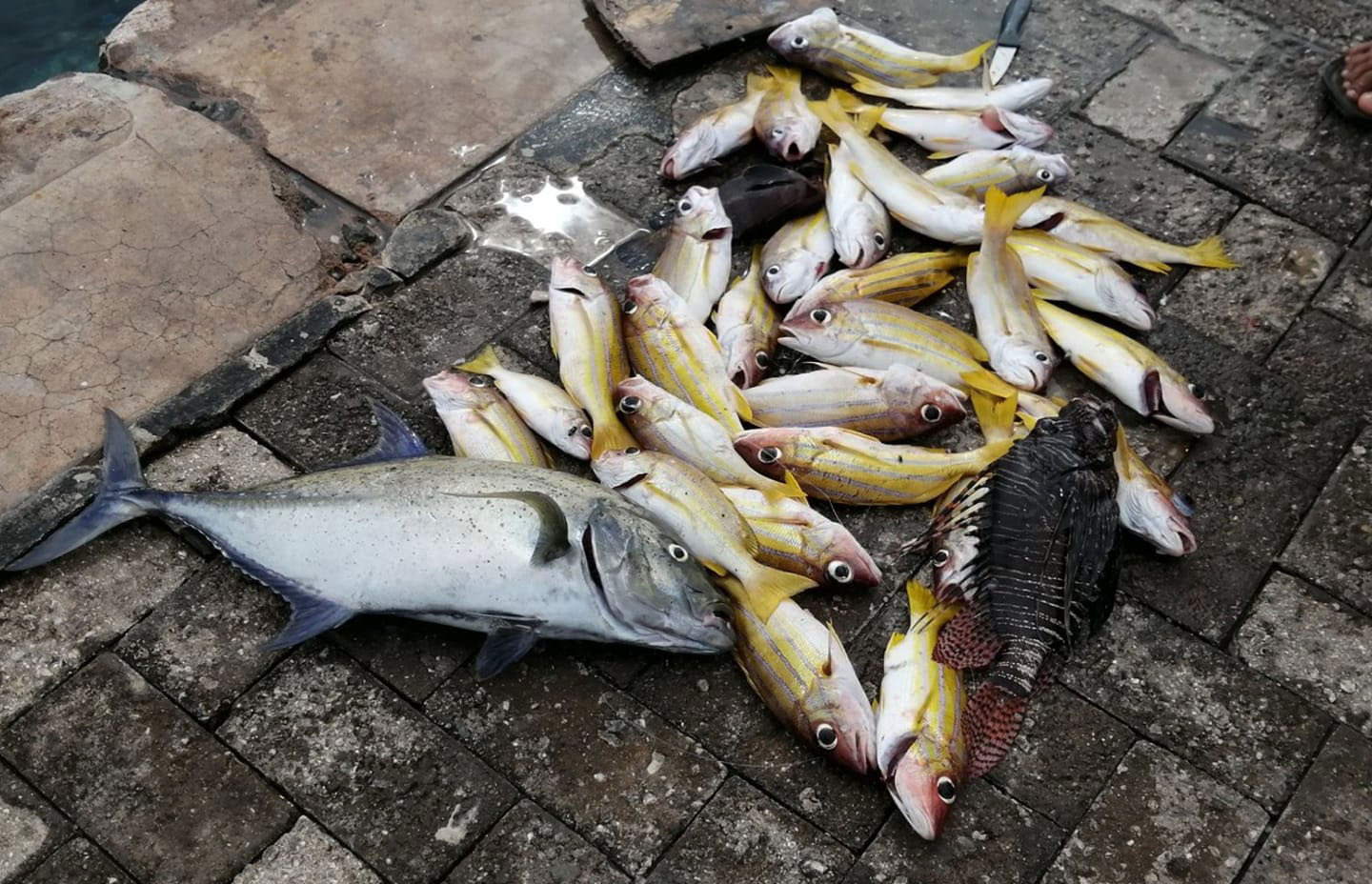 Catching Common blue stripe snapper - Maldives My Islands