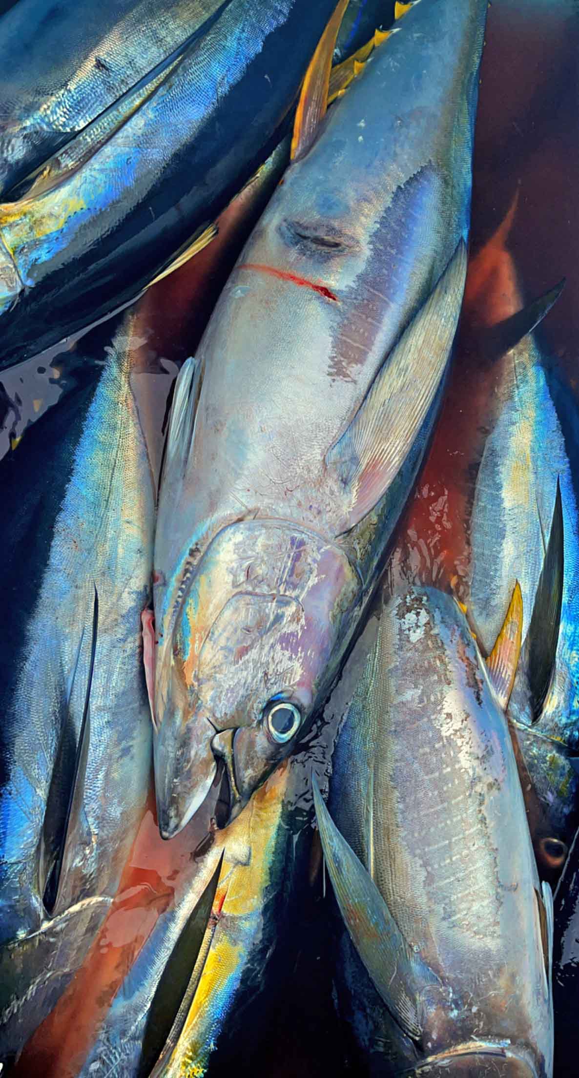 Live baits to catch Yellowfin tuna - Maldives My Islands