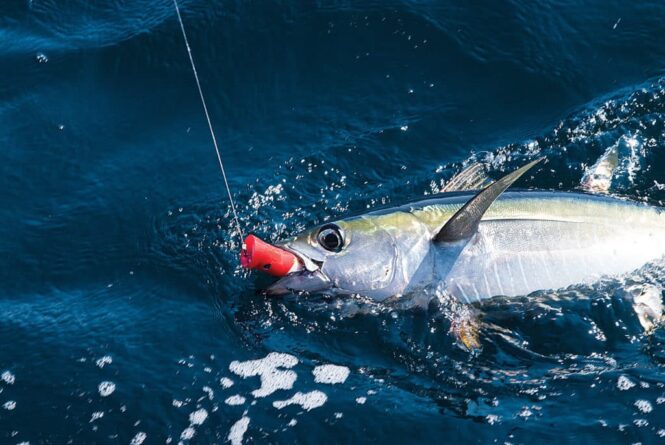 Popular colors and profiles for catching yellowfin Tuna - Maldives My ...