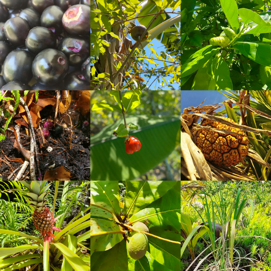 Explore the incredible mangroves of Fuvahmulah - Maldives My Islands