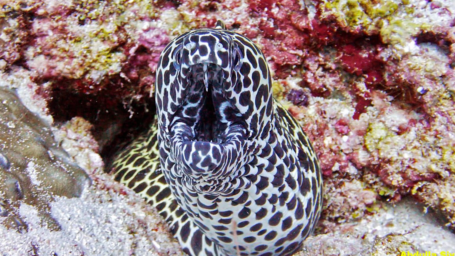 The graceful honeycomb moray eel - Maldives My Islands